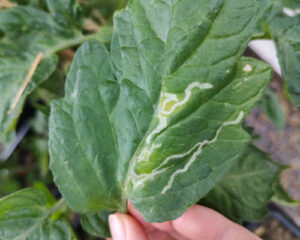 White Squiggly lines on leaves (Leaf miners and what to do) - Home ...