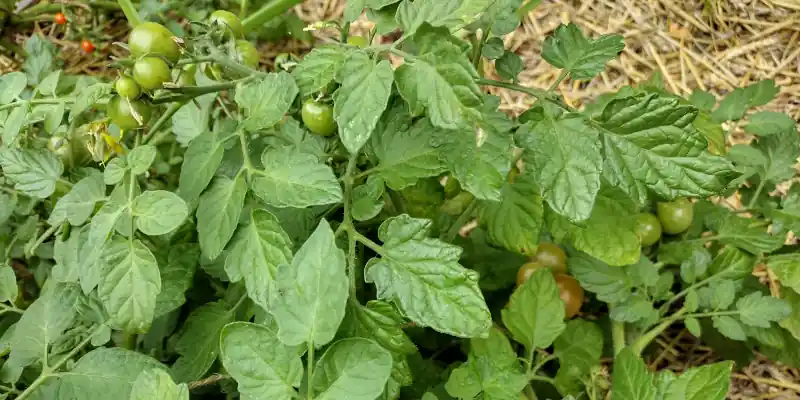 Can I grow tomatoes without cages or stakes? - Home & Gardening in a ...