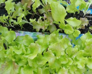 How to grow lettuce in soil bags & harvest all season (guide) - Home ...