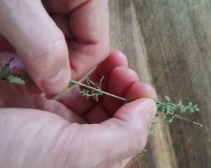 How I Grow Thyme From Cuttings (Thyme Propagation Tips) - Home ...