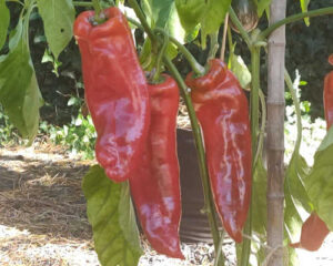 How to Grow & Use Italian Sweet Peppers - Home & Gardening in a Four ...
