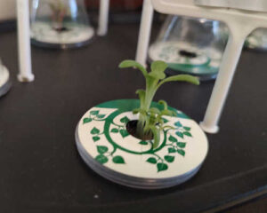 Beyond Soil: My Guide To Hydroponic Fertilizers & Nutrients - Matt ...